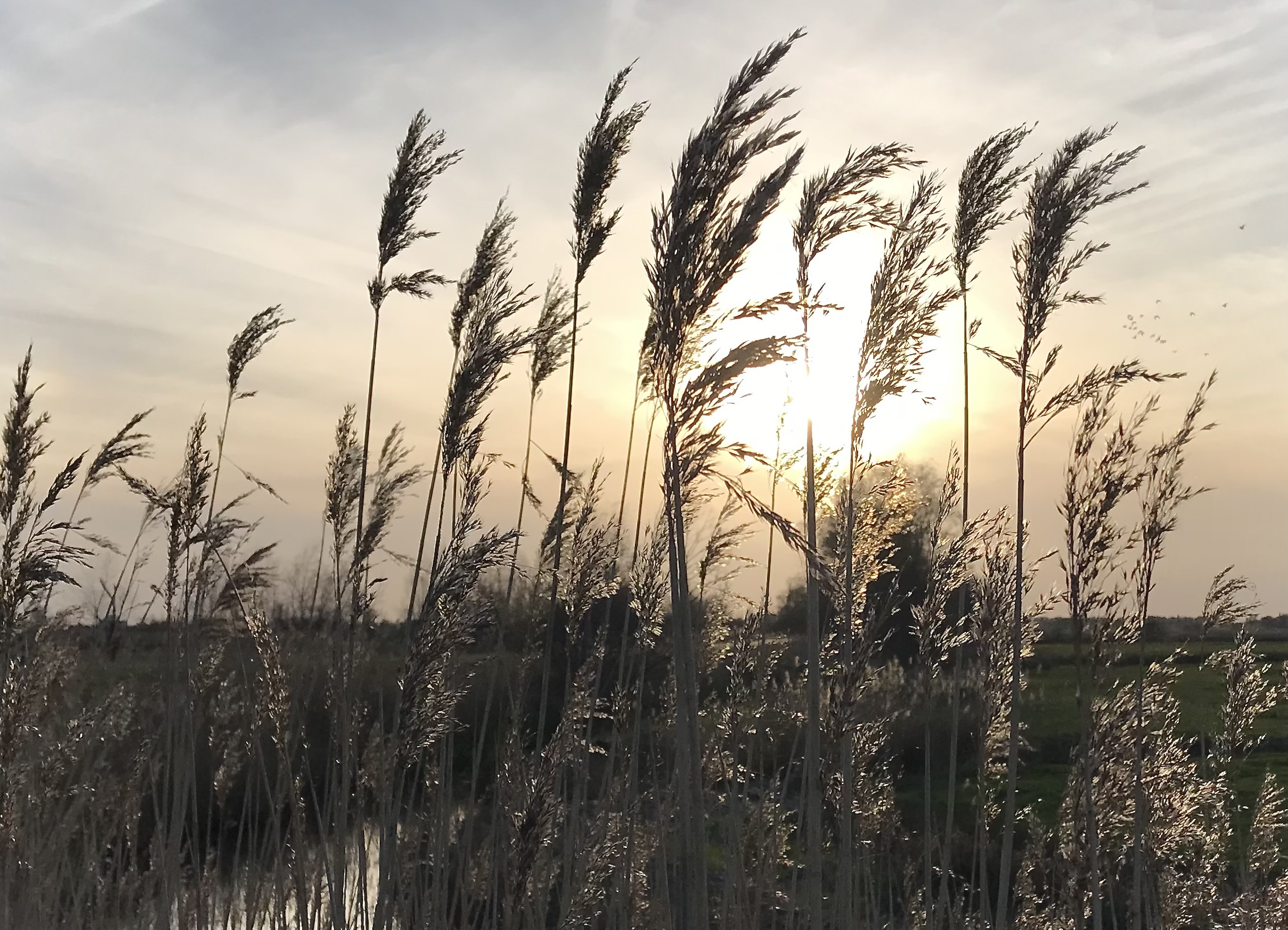 Wilde natuur – Home